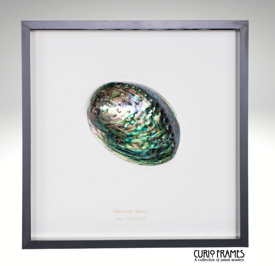 Abalone Shell – Curio Frames