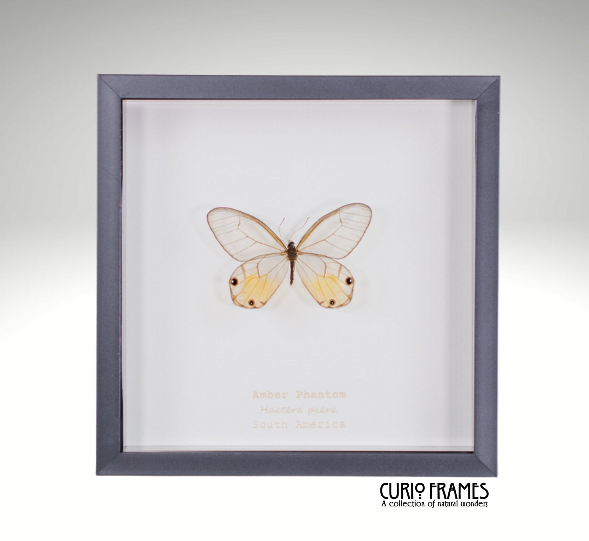 Amber Phantom – Curio Frames