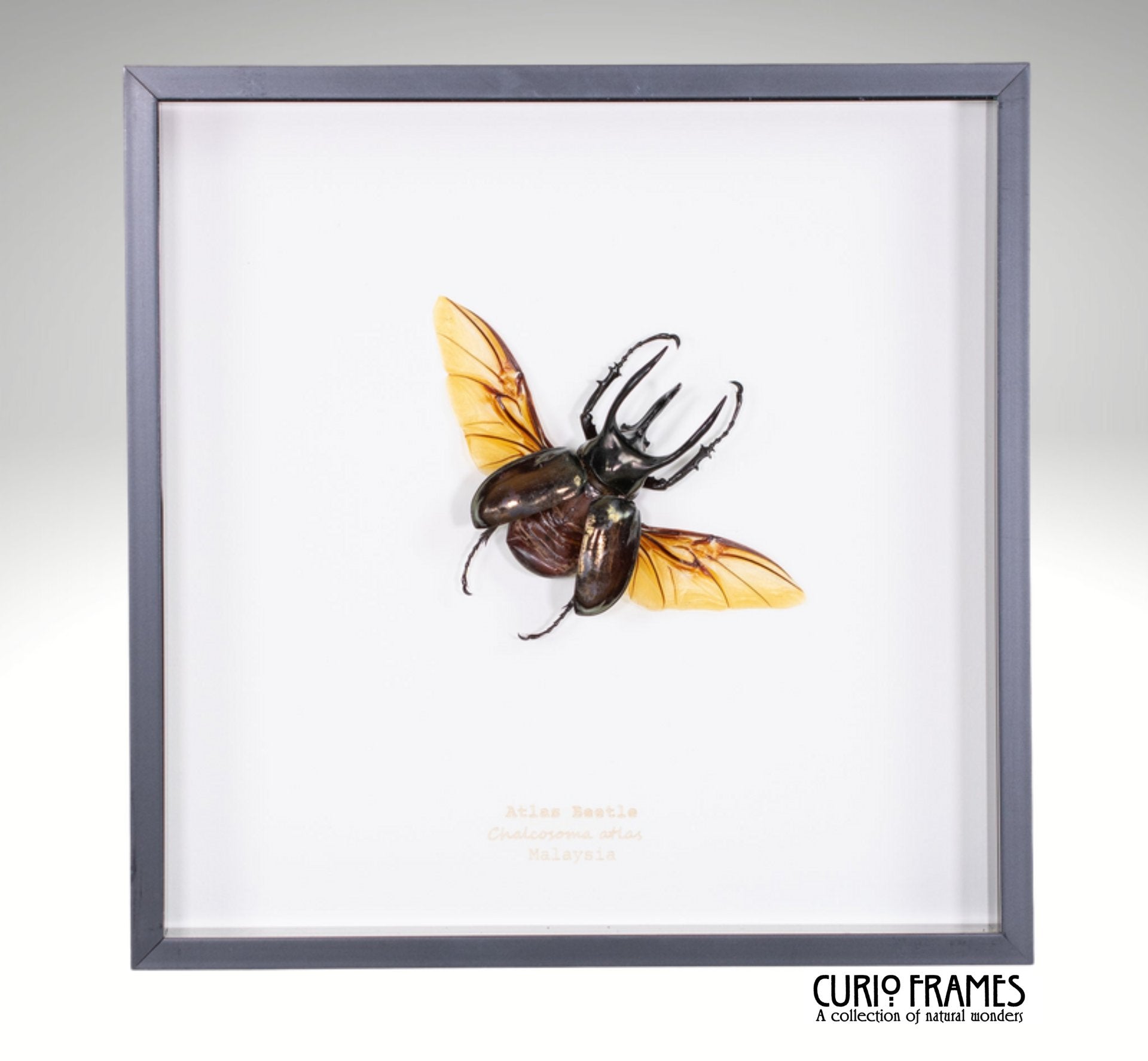 Atlas Beetle – Curio Frames
