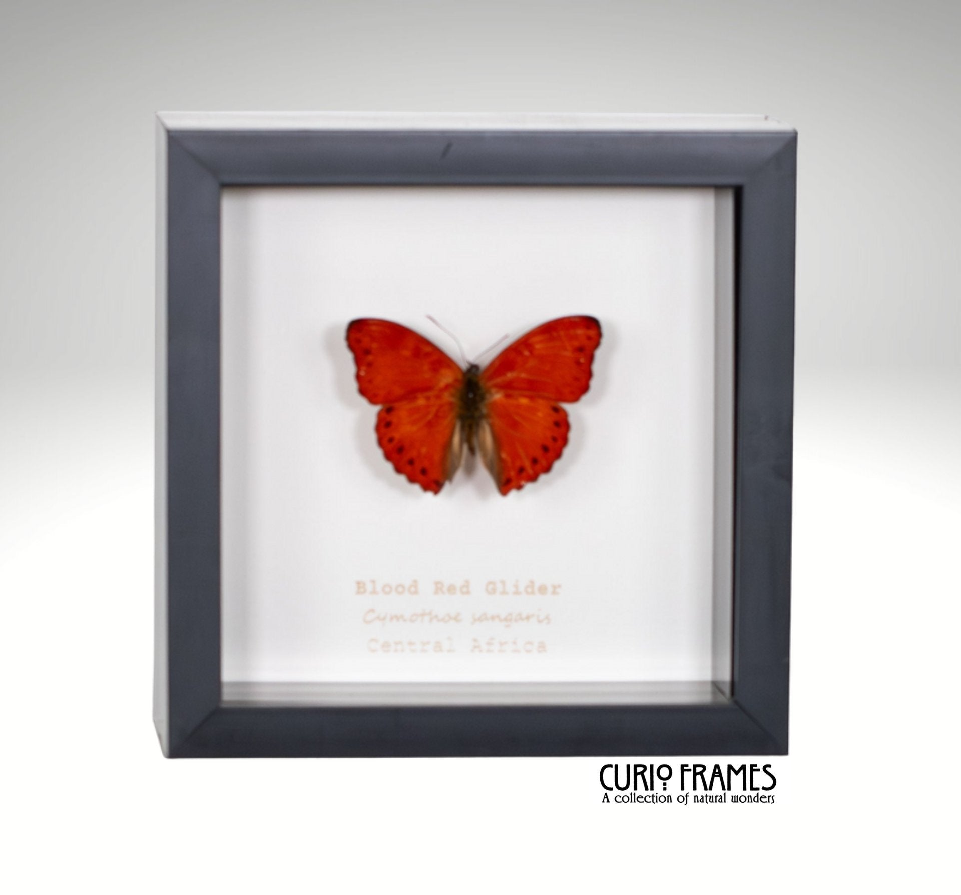 Blood Red Glider – Curio Frames