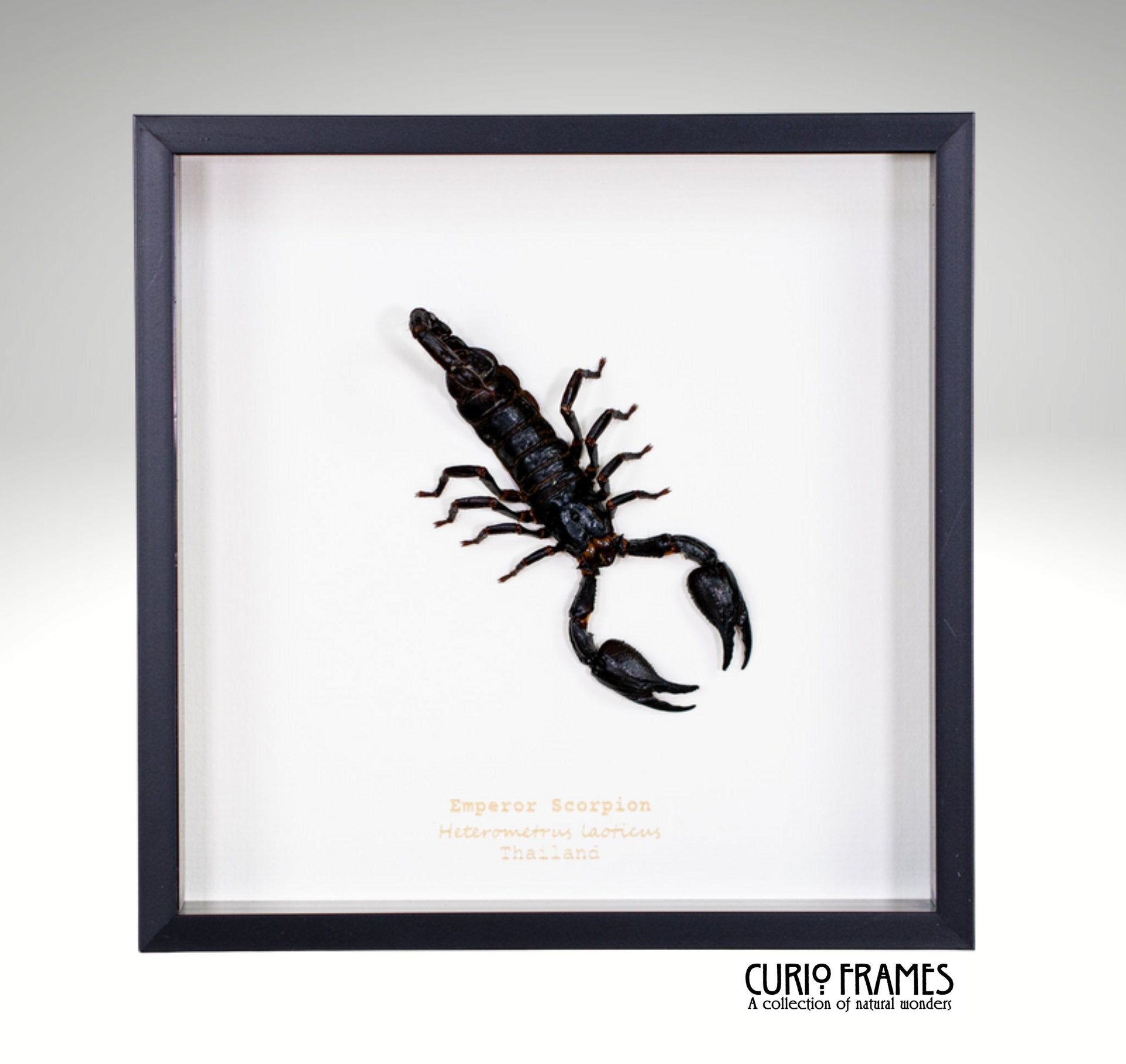 Emperor Scorpion (Large) – Curio Frames