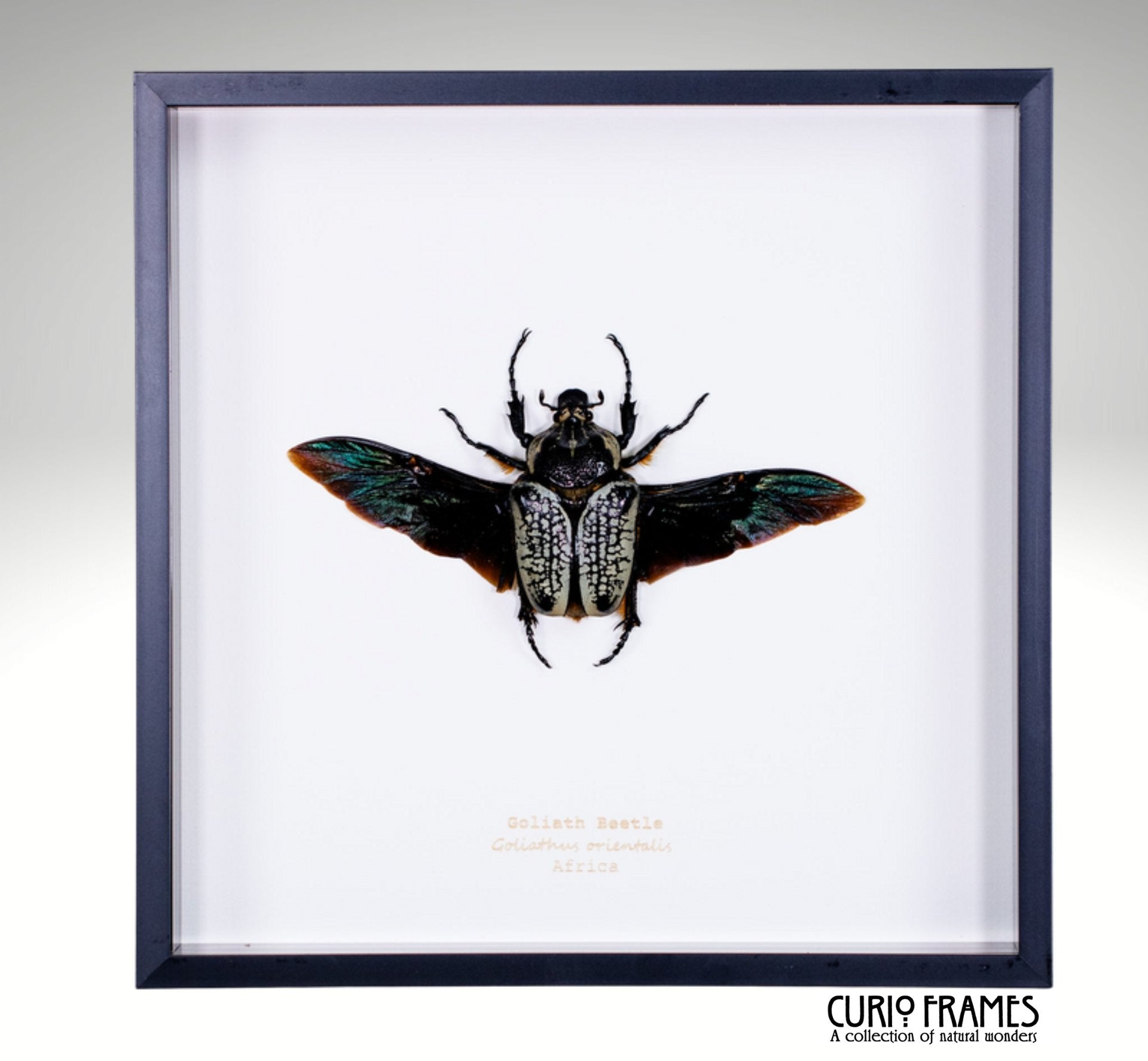 Goliath Beetle – Curio Frames