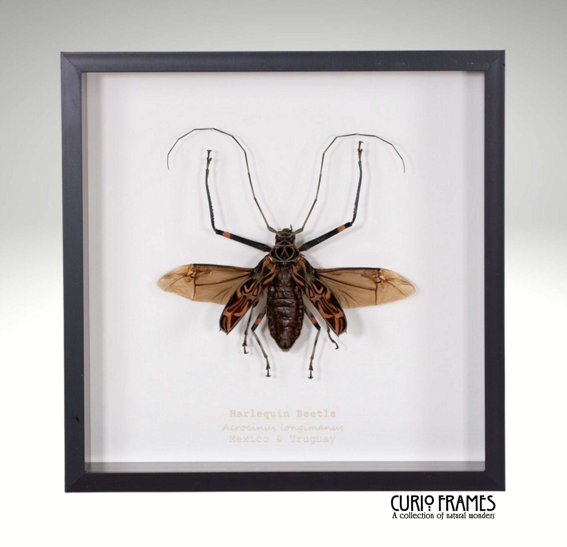 Harlequin Beetle – Curio Frames