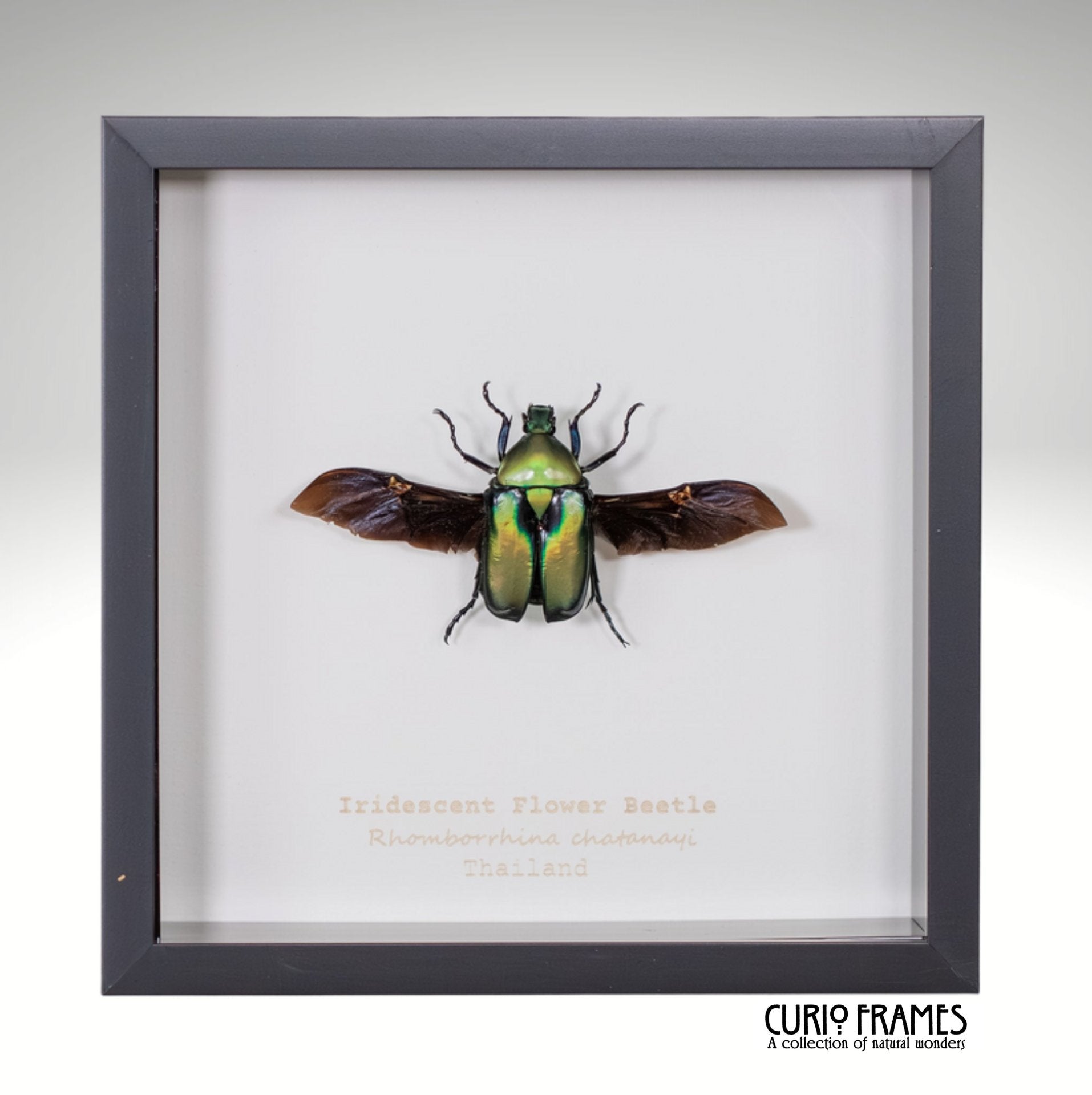 Iridescent Flower Beetle – Curio Frames