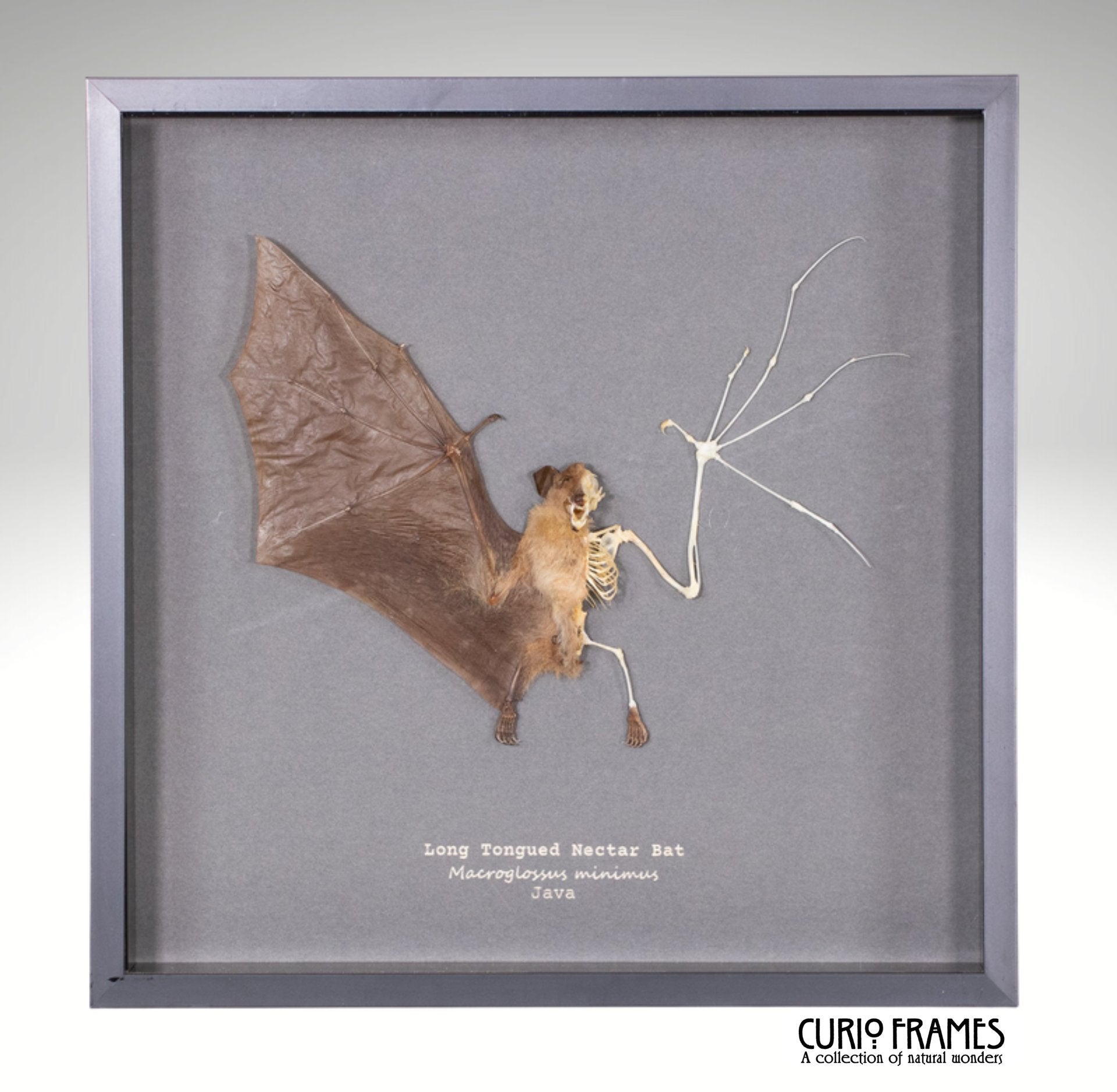 Long Tongued Nectar Bat (half skeleton) – Curio Frames