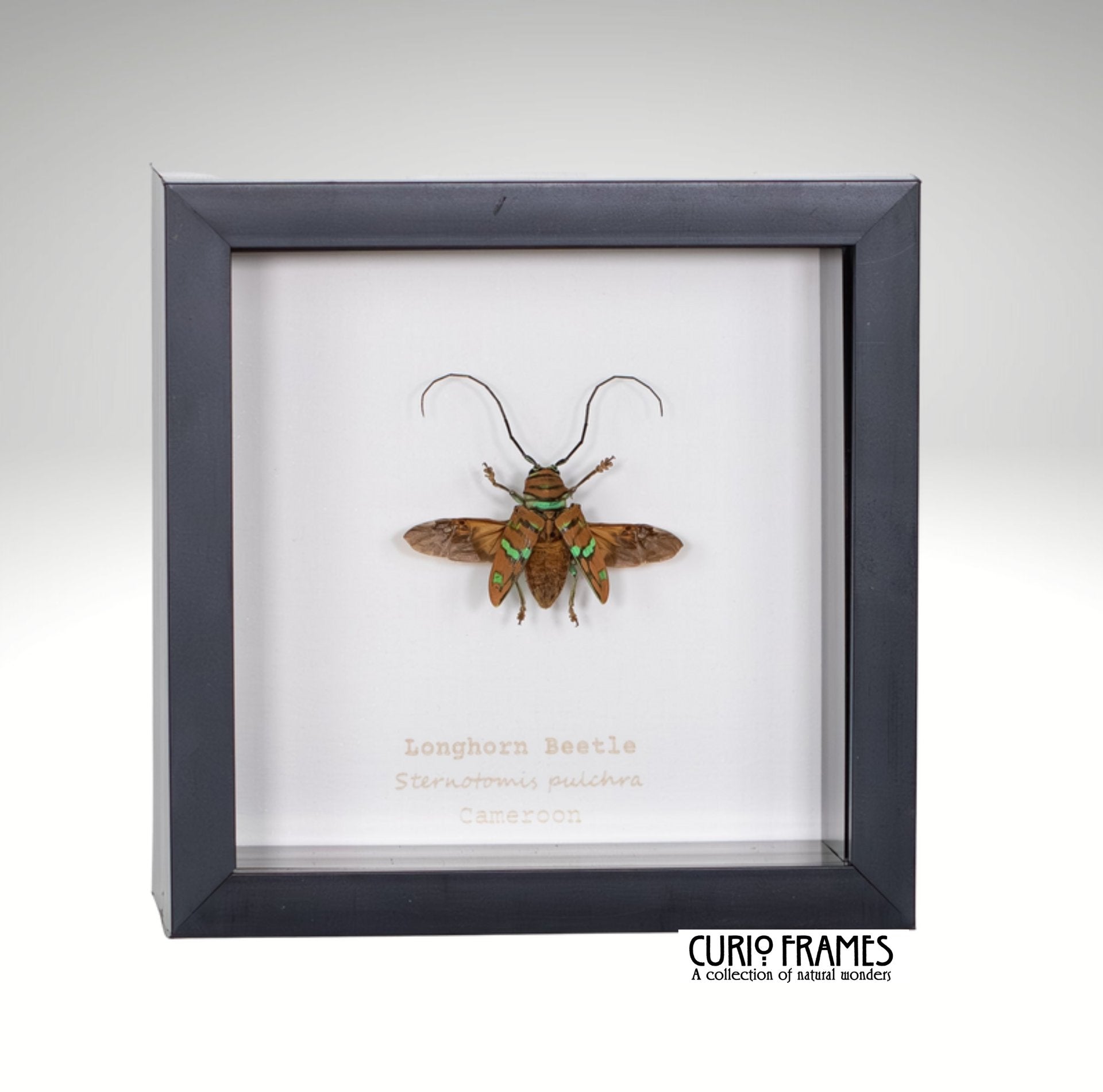 Longhorn Beetle – Curio Frames