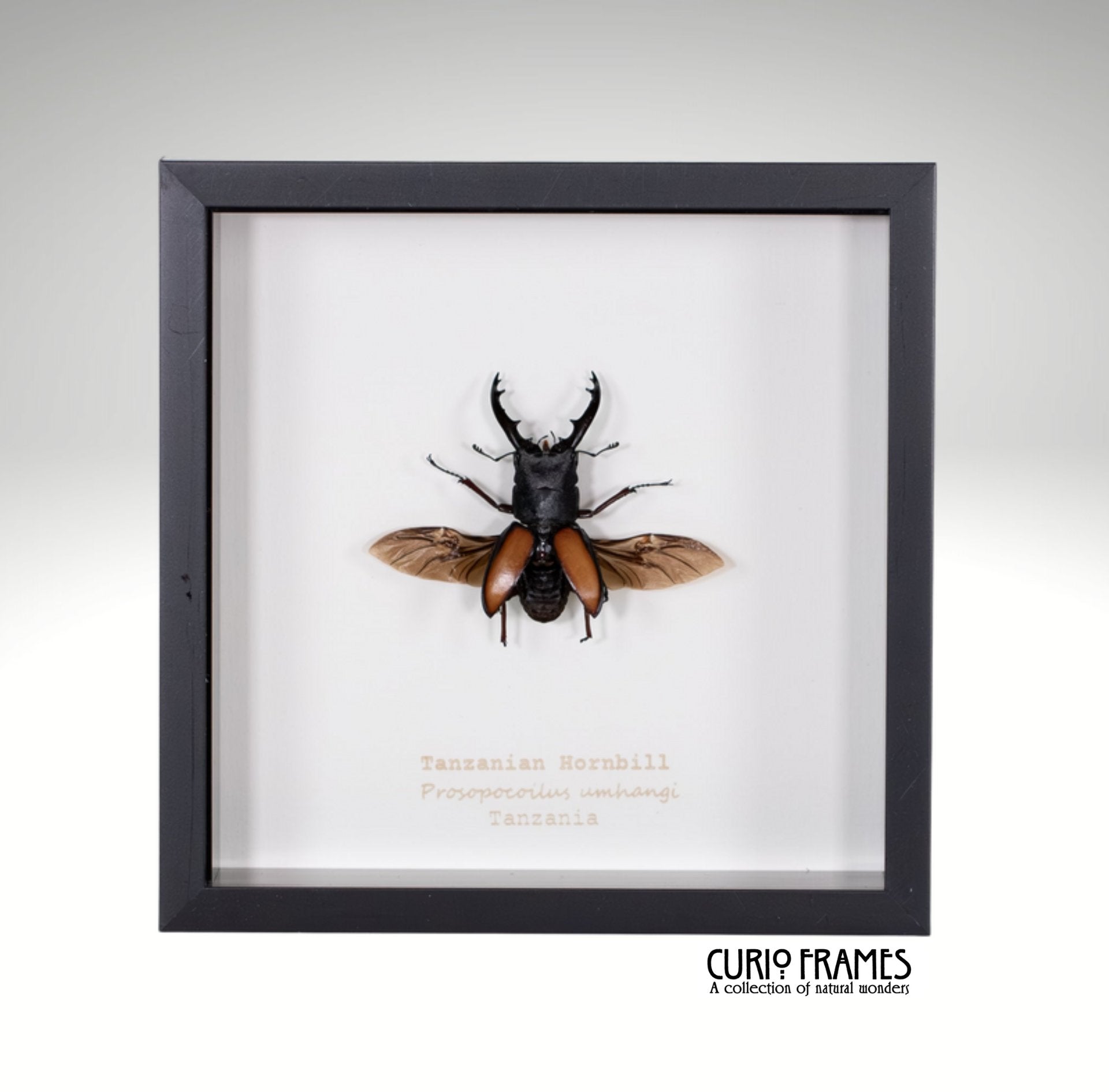 Tanzanian Hornbill – Curio Frames
