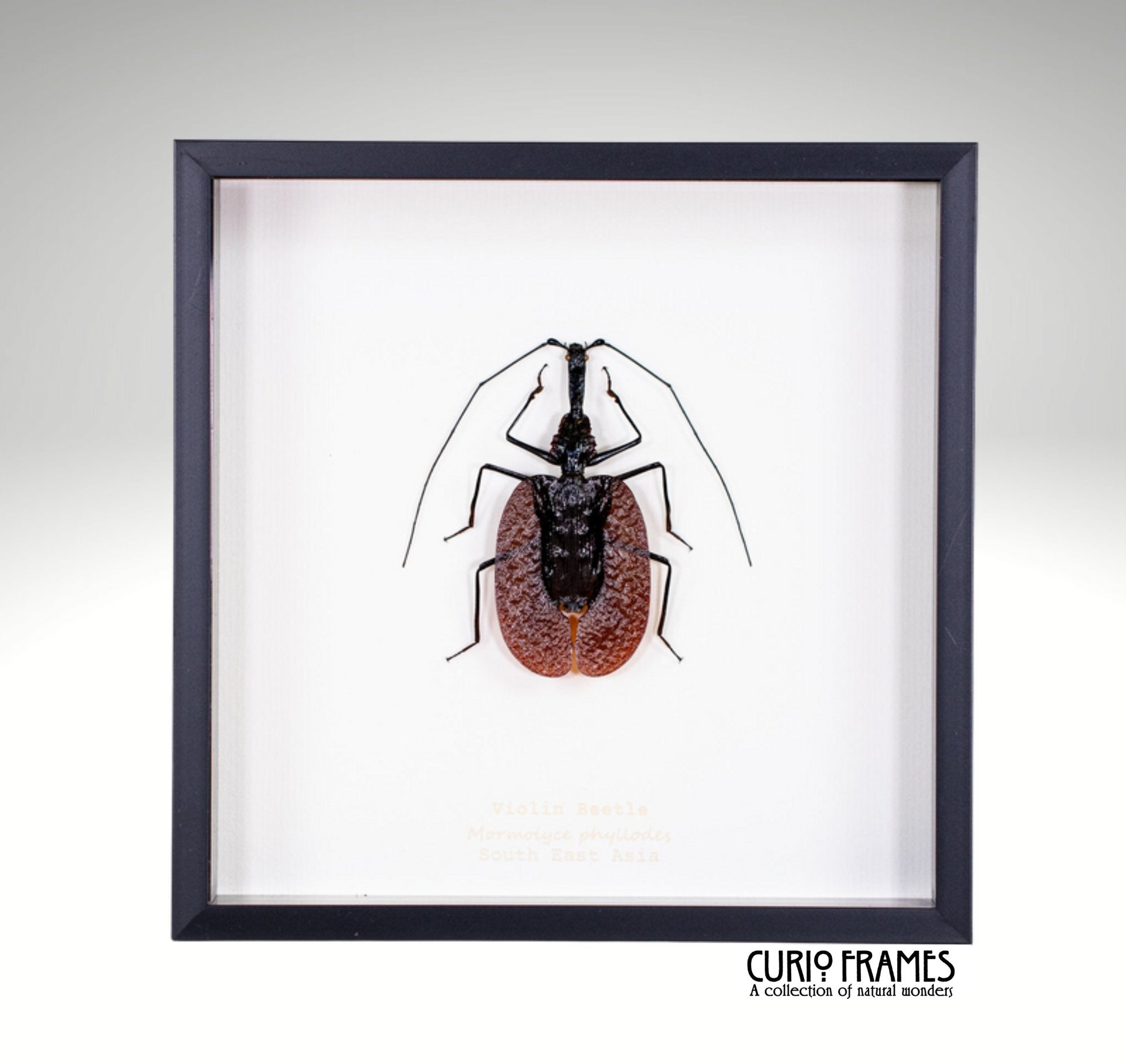 Violin Beetle – Curio Frames